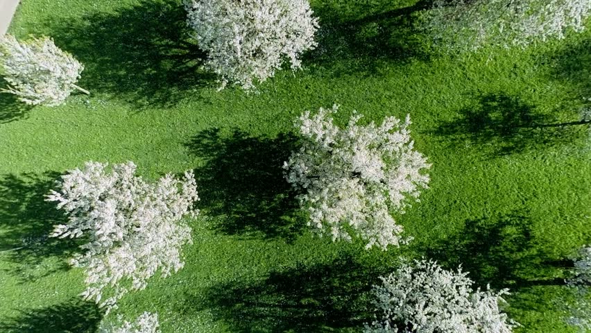 spring trees background tress forest silhouette Stock Footage Video ...