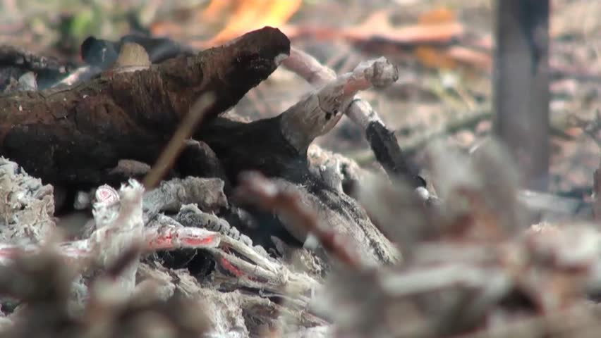 Bonfire Fire Lit Forest Stock Footage Video (100% Royalty-free) 6431096 ...