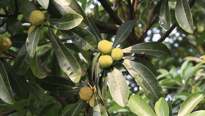 Waxberry Fruit in Summer On Stock Footage Video (100% Royalty-free ...