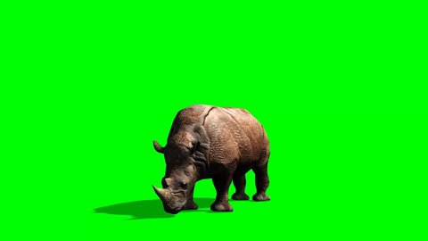 Rhino Stands Looks Around Green Screen Stock Footage Video (100% ...