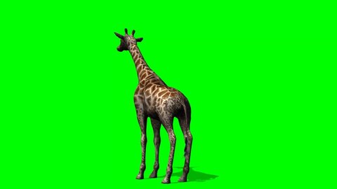 Giraffe Graze Green Screen Stock Footage Video (100% Royalty-free ...