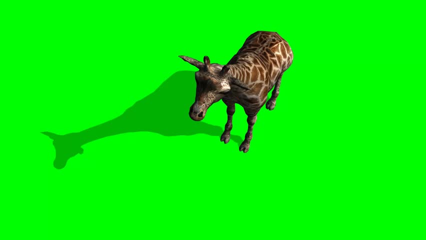 Giraffe Graze - Green Screen Stock Footage Video (100% Royalty-free ...