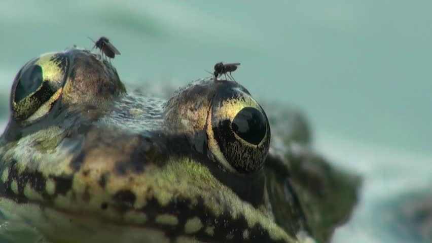 head reptile frog mosquito macro Stock Footage Video (100% Royalty-free ...