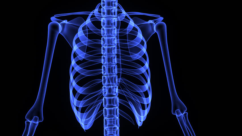 Rib Cage Stock Footage Video (100% Royalty-free) 6465194 | Shutterstock