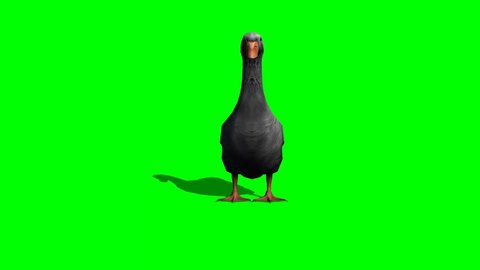 Gray Goose Eat Green Screen Stock Footage Video (100% Royalty-free ...