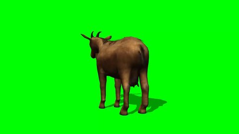 Goat Real Fur Green Screen Idle Stock Footage Video (100% Royalty-free ...