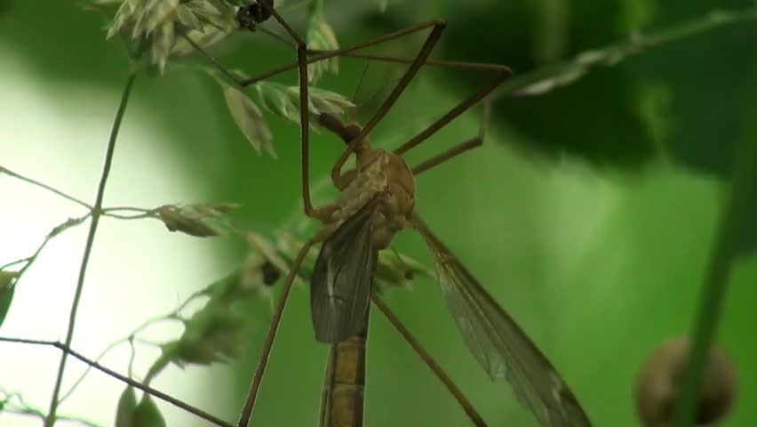 crane fly mosquito insect macro Stock Footage Video (100% Royalty-free ...