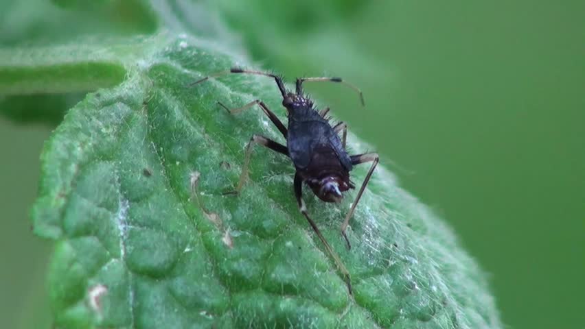 aphid bug insects macro Stock Footage Video (100% Royalty-free) 6467537 ...