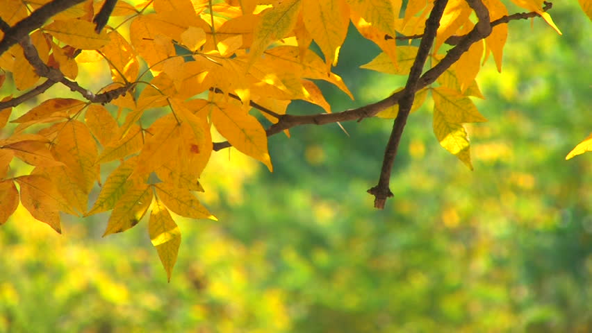 hd tree branch yellow leaves on Stock Footage Video (100% Royalty-free ...