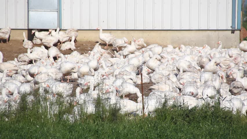 poultry farm comprised geesegoose farma geese Stock Footage Video (100% ...