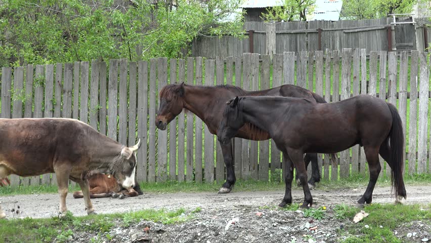 ultra hd 4k cow chasing horses Stock Footage Video (100% Royalty-free ...