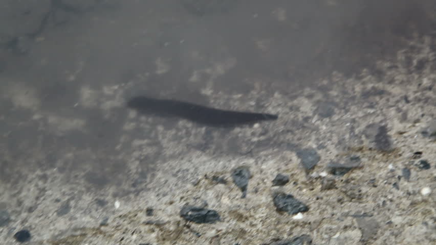 Leeches Swim in a Pool Stock Footage Video (100% Royalty-free) 6482063 ...
