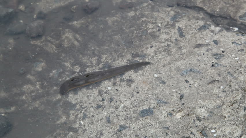 Leeches Swim Pool Stock Footage Video (100% Royalty-free) 6482072 ...