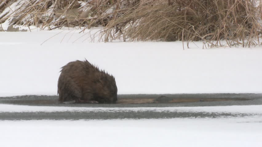 Muskrat on the Ice image - Free stock photo - Public Domain photo - CC0 ...