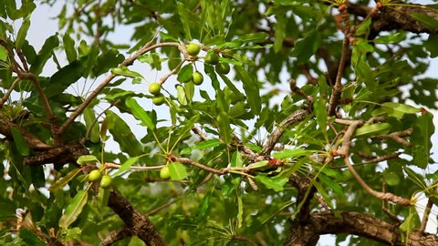 Close Shea Fruit On Shea Tree Stock Footage Video (100% Royalty-free ...