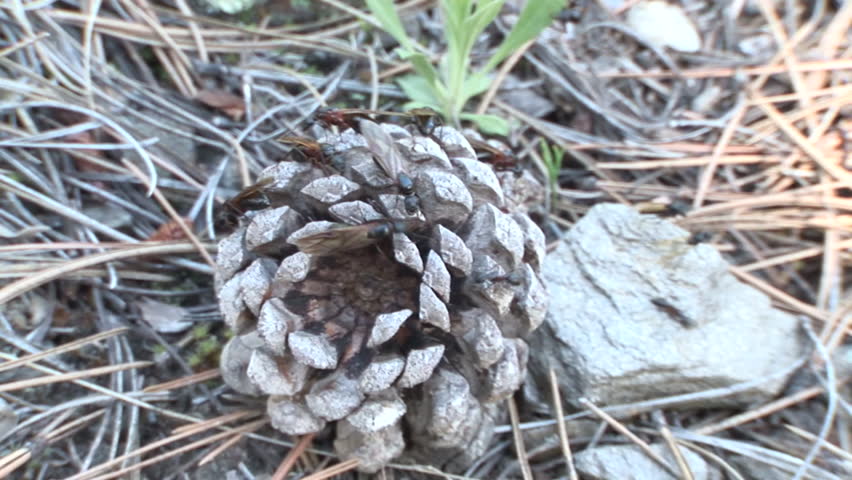 Ant Many Summer Cone Flying Stock Footage Video (100% Royalty-free ...