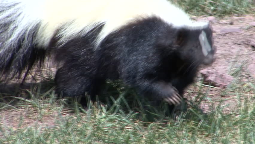 Striped Skunk Adult Lone Foraging Stock Footage Video (100% Royalty ...