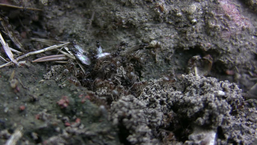 winged ants during mating season Stock Footage Video (100% Royalty-free ...