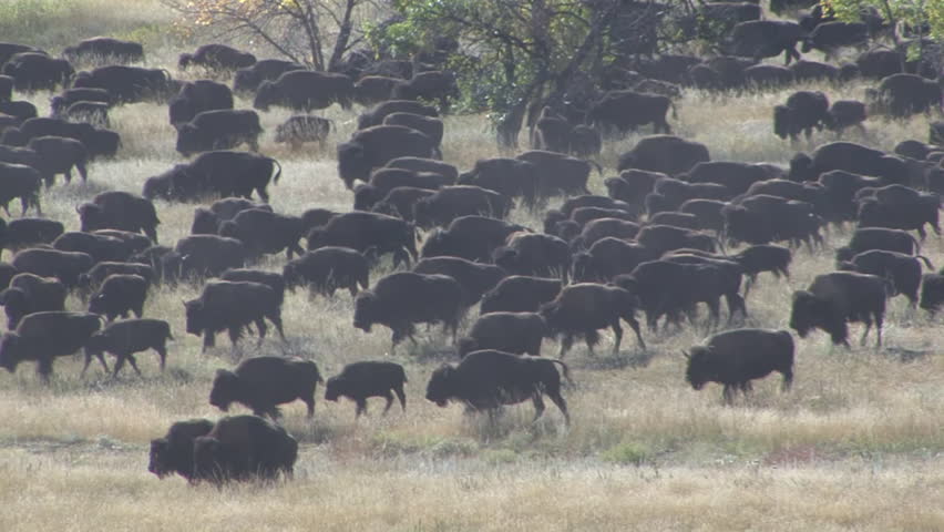 Bison Herd Walking Fall Great Stock Footage Video (100% Royalty-free ...