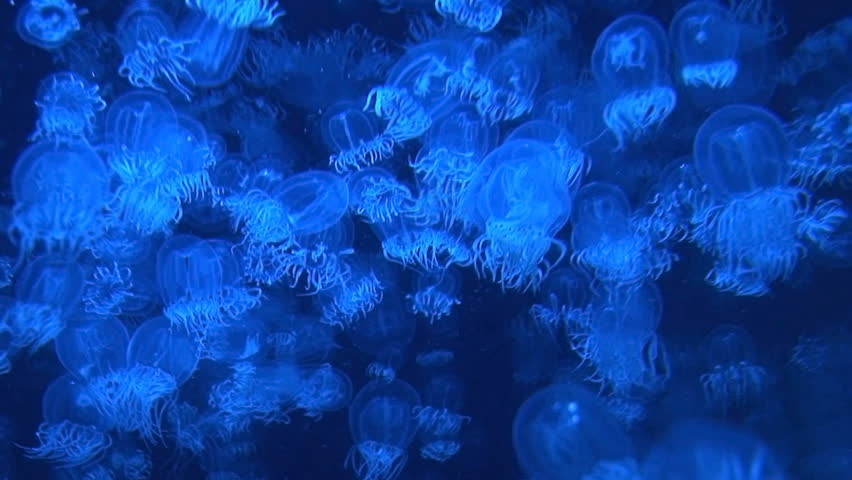 Bell Jellyfish (polyorchis Spp.) Stock Footage Video (100% Royalty-free ...