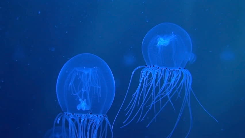 Bell Jellyfish (polyorchis Spp.) Stock Footage Video (100% Royalty-free ...