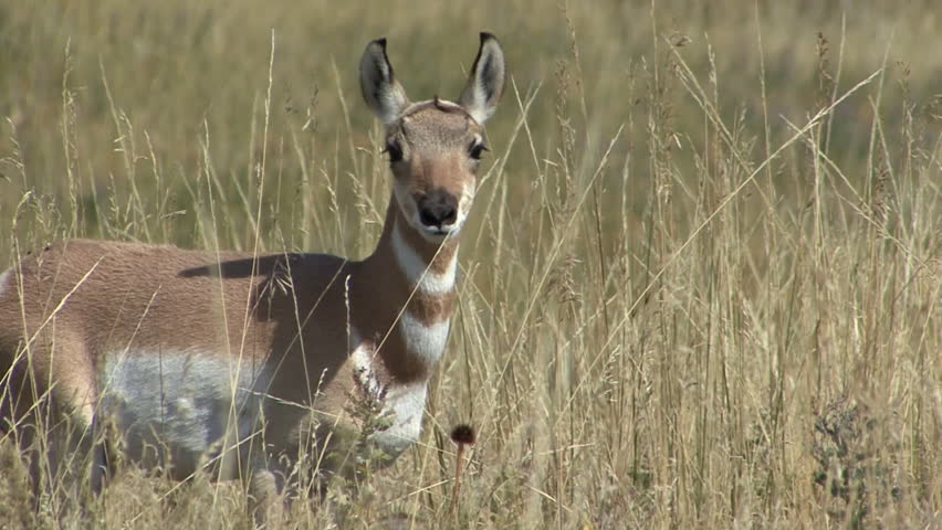 pronghorn antelope doe lone alarmed grass Stock Footage Video (100% ...