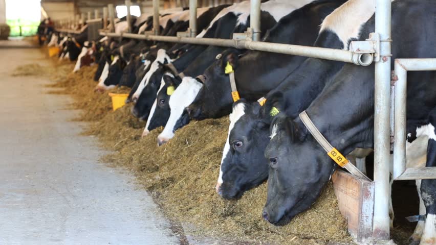 Many Cows Stands in Stall Stock Footage Video (100% Royalty-free ...