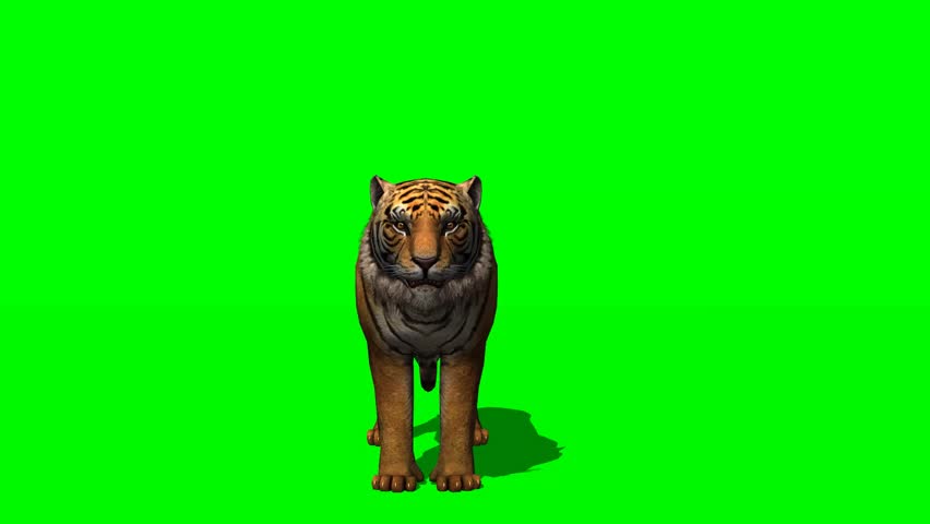 tiger howl - green screen Stock Footage Video (100% Royalty-free ...