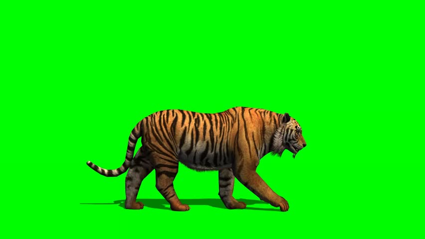tiger walks - green screen Stock Footage Video (100% Royalty-free ...