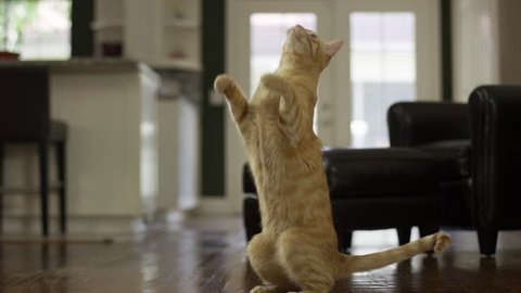 Cat Playing String Stock Footage Video (100% Royalty-free) 6497384 ...