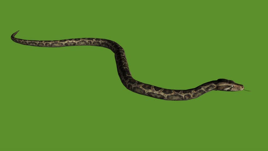 python snake crawls - green screen Stock Footage Video (100% Royalty ...