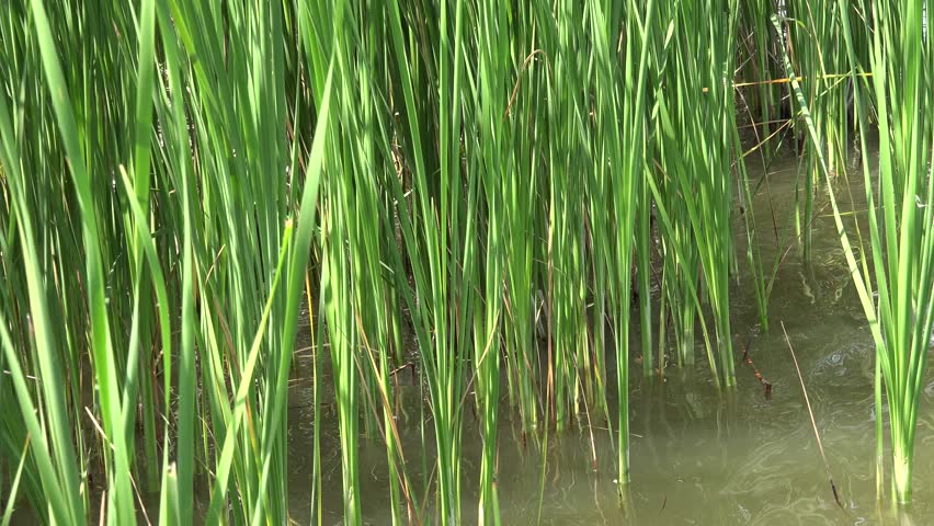 ultra hd 4k beautiful green reed Stock Footage Video (100% Royalty-free ...