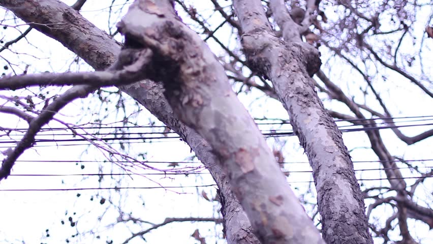 Electrical Wires with Trees Stock Footage Video (100% Royalty-free ...