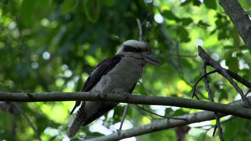 kookaburra looking around tree Stock Footage Video (100% Royalty-free ...