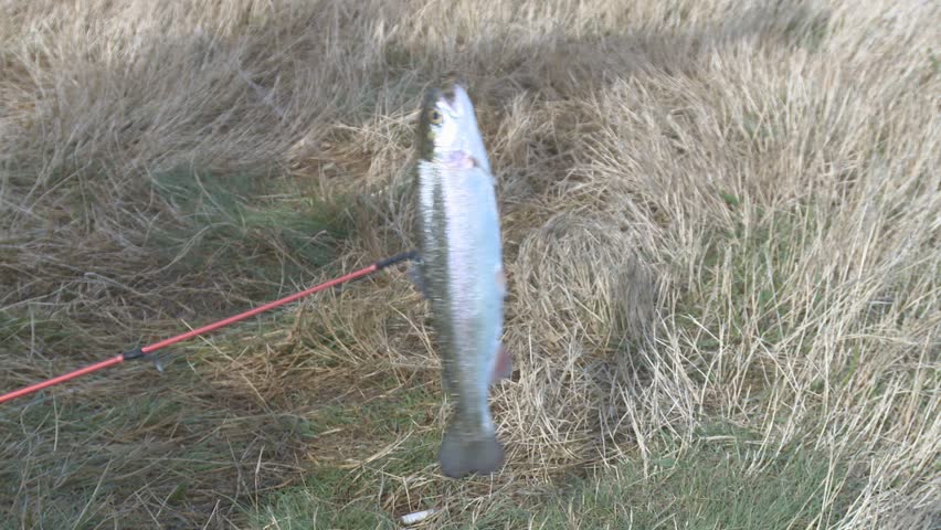 fish flapping on fishing line Stock Footage Video (100% Royalty-free ...