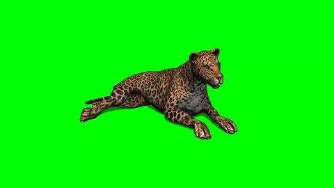 Leopard Sitting Looks Around Green Screen Stock Footage Video (100% ...