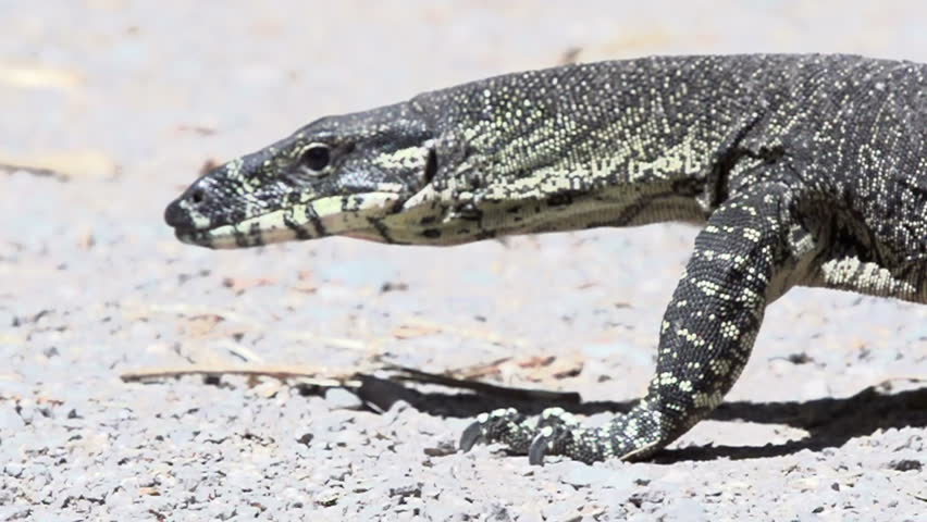 close big lizard walking slow motion Stock Footage Video (100% Royalty ...