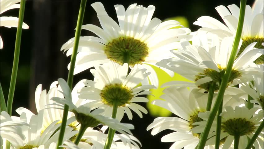 Daisy Flowers with Wind Blowing Stock Footage Video (100% Royalty-free ...