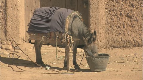 Morocco Working Donkey Mule Eating Bucket Stock Footage Video (100% ...