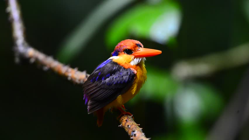 Smali Fish Stock Video Footage - 4K and HD Video Clips | Shutterstock