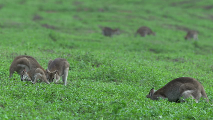 group wallabies wallaby baby here pouch Stock Footage Video (100% Royalty-free) 6540884 ...