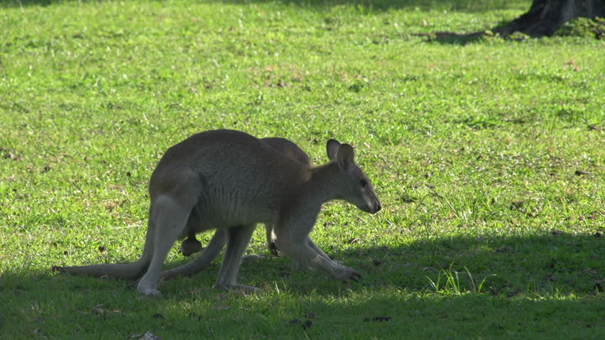 Wallaby Eating Grass with a Stock Footage Video (100% Royalty-free) 6540992 | Shutterstock