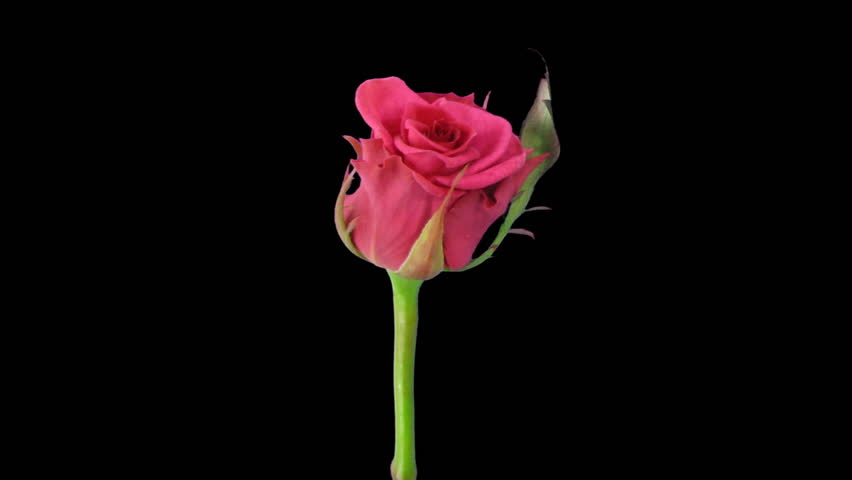 Time-lapse of Opening "aquarius" Rose Stock Footage Video (100% Royalty ...