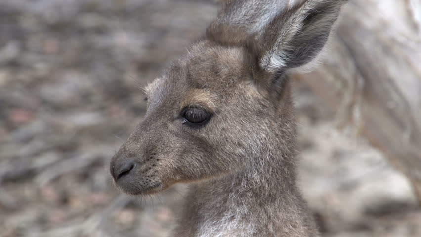 close baby kangaroo cape le grand Stock Footage Video (100% Royalty ...
