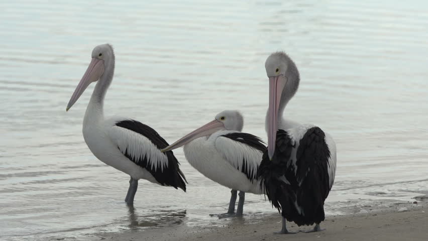 three pelicans on beach kalbarri western Stock Footage Video (100% ...