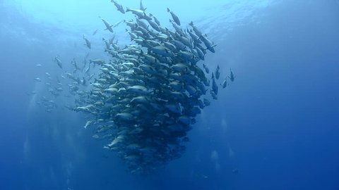 barracudas turning underwater vortex barracuda fish Stock Footage Video ...