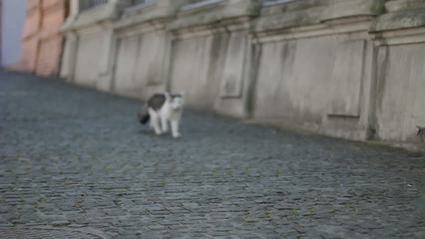 cat running down street towards camera Stock Footage Video (100% ...