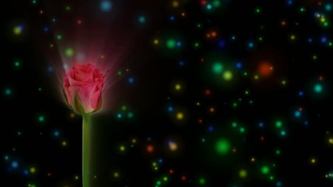 Montage Opening Pale Red Lorena Rose Stock Footage Video (100% Royalty ...