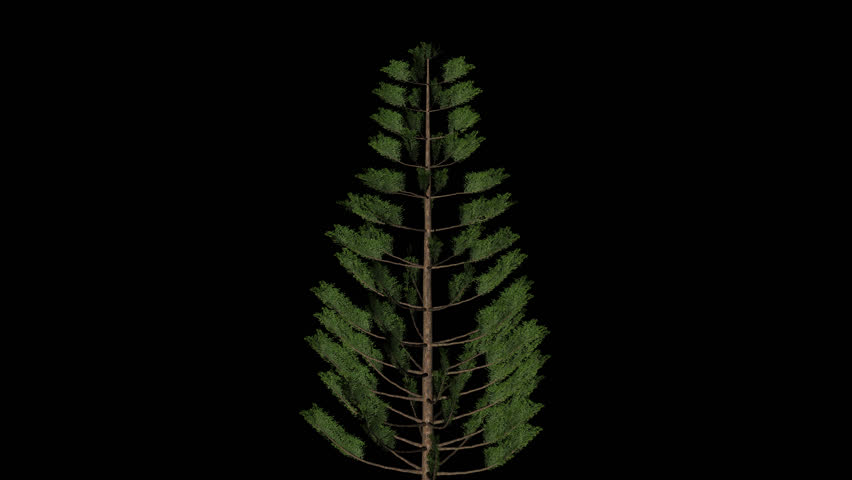 norfolk pine + alpha channel Stock Footage Video (100% Royalty-free ...