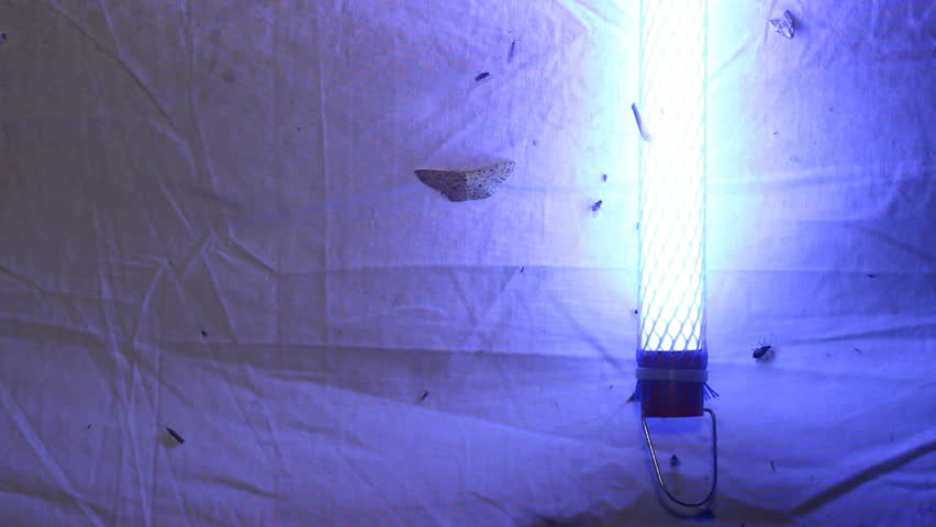 moth trap white sheet uv fluorescent Stock Footage Video (100% Royalty ...